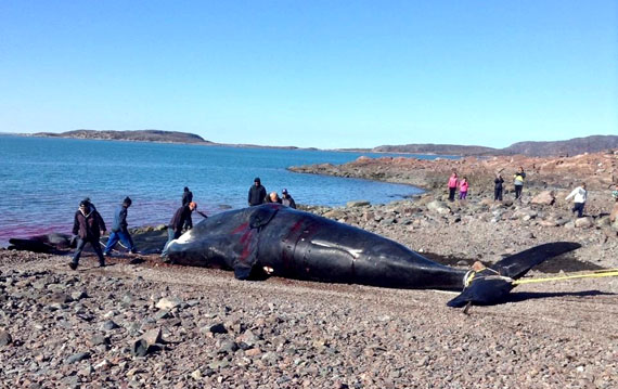 Nunavut’s summer bowhead hunts get started in favourable weather