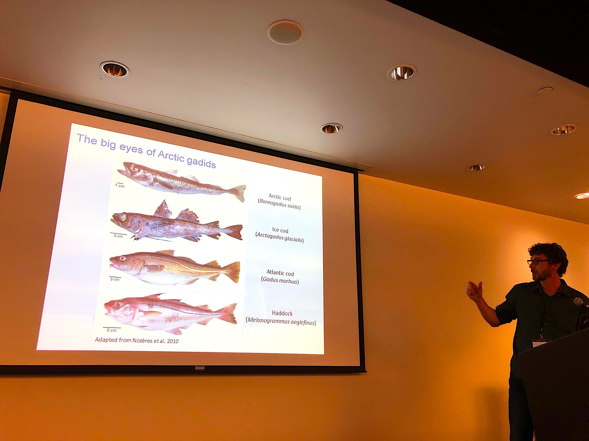 New fish species scout out warming Arctic waters