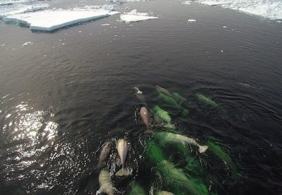 Restricted beluga hunting areas open around Nunavik