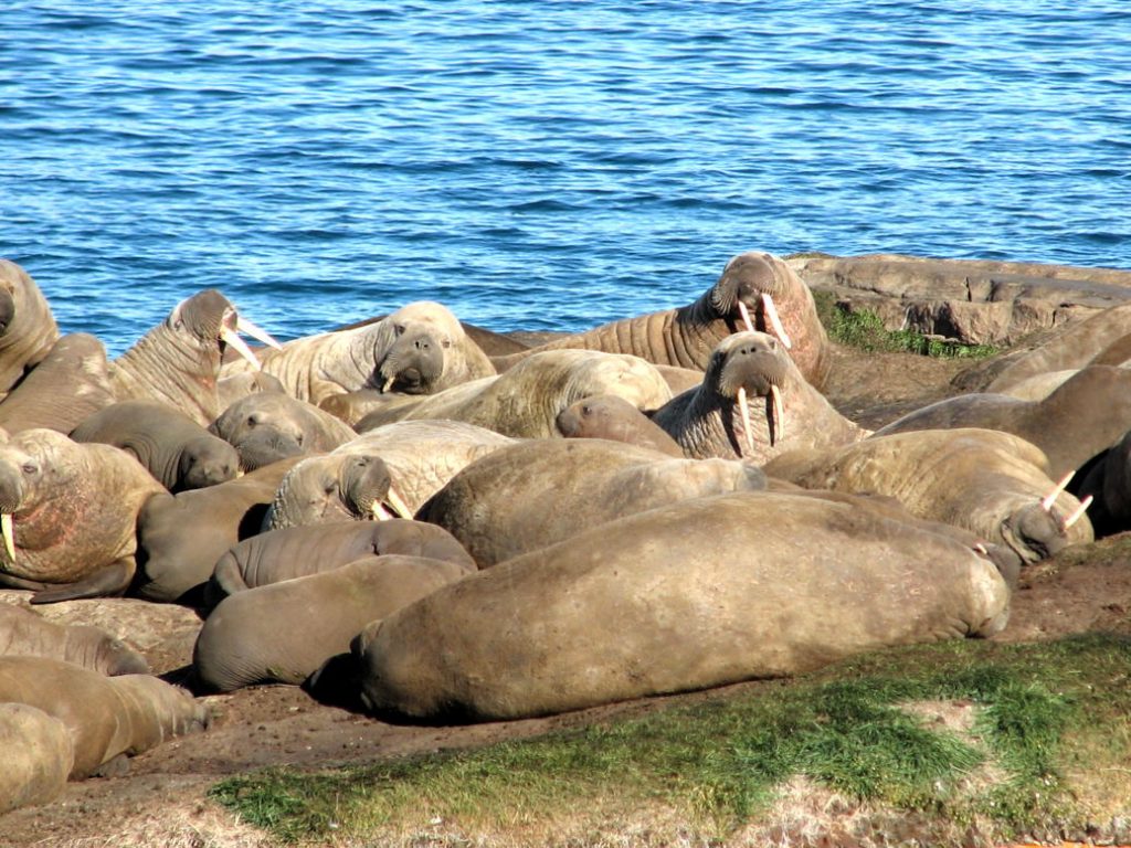 The time has come, the walrus said