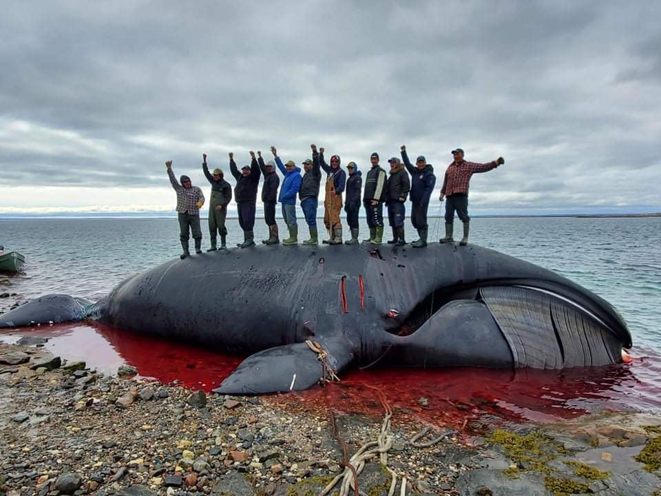 A successful hunt: How Baker Lake hunters got their bowhead