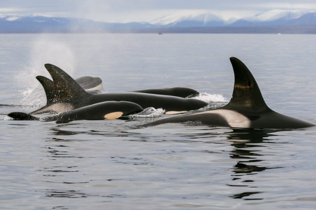 Arctic boaters have no need to fear boat-ramming orcas: scientist