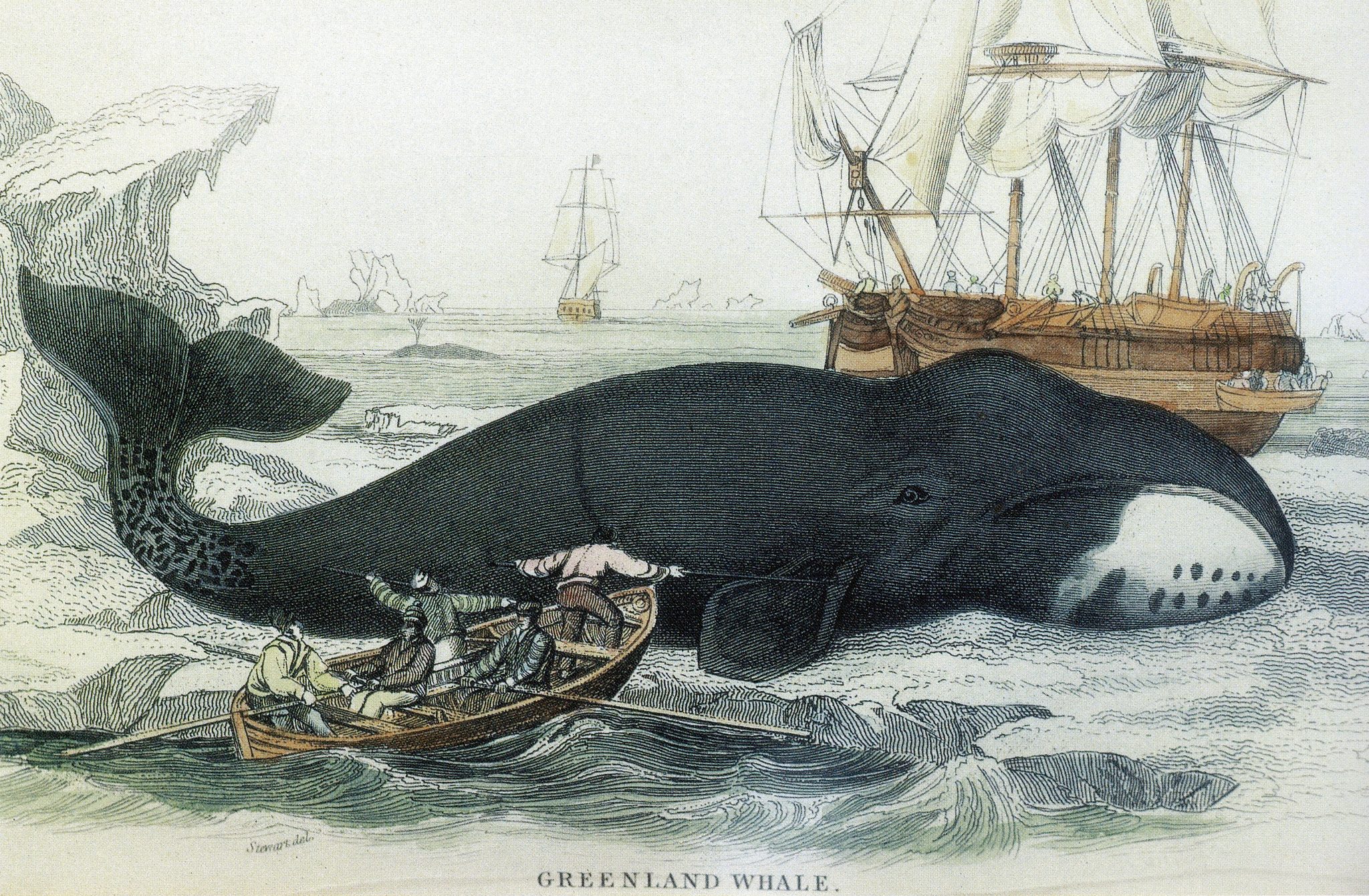 A bowhead whale’s appeal