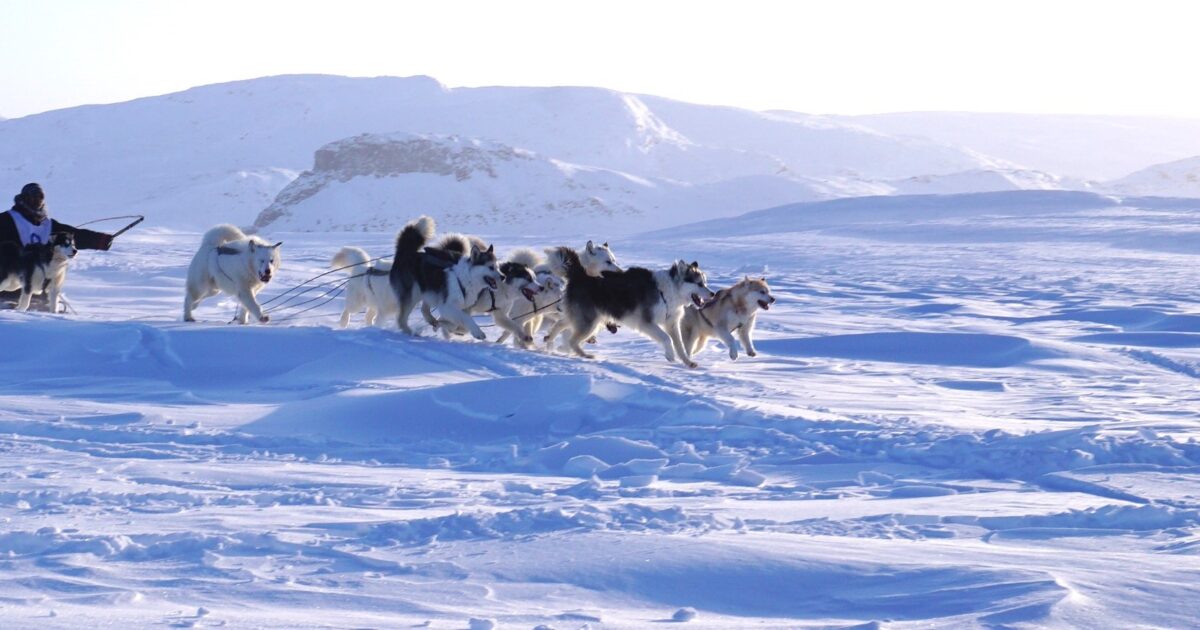 Mushers pick shorter trail with deeper, powdery snow on Day 5