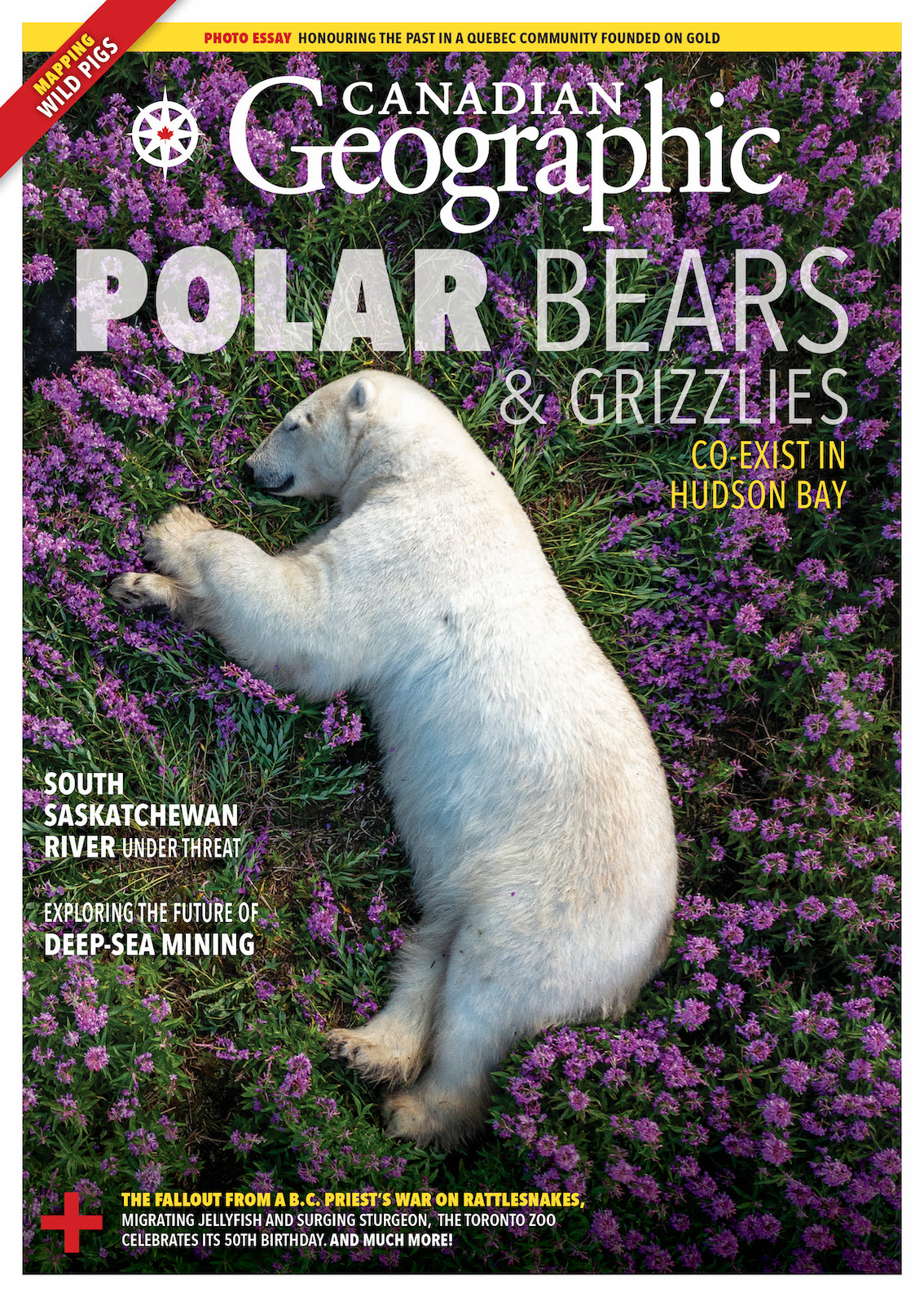 Photographer lived among bears for 33 days on Hudson Bay