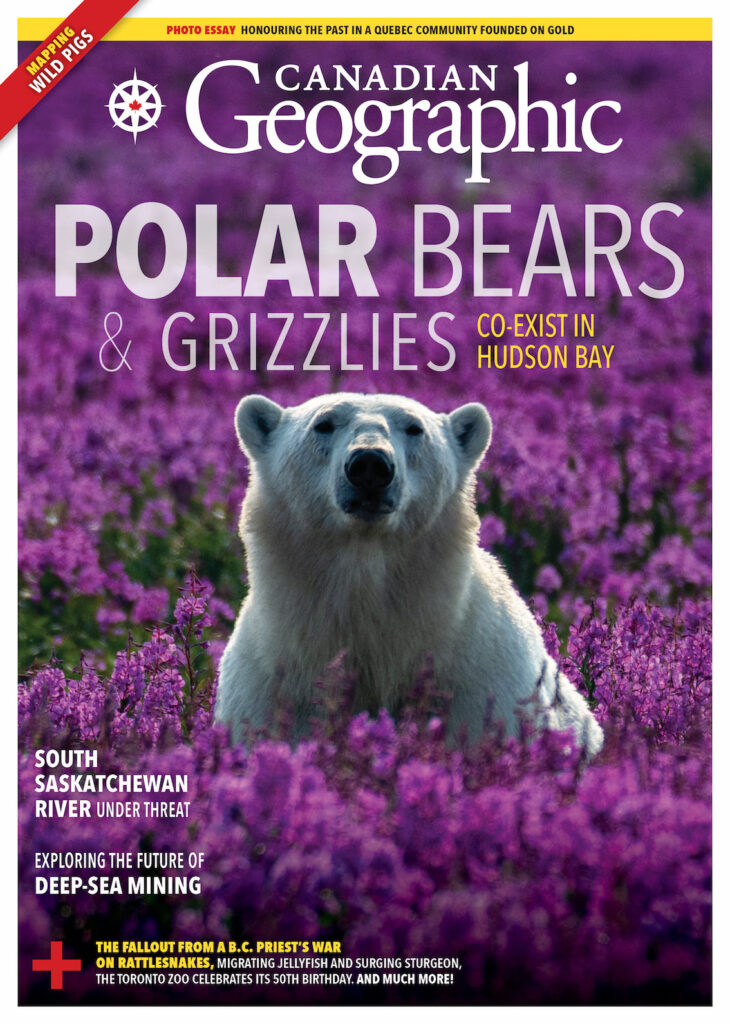Photographer lived among bears for 33 days on Hudson Bay