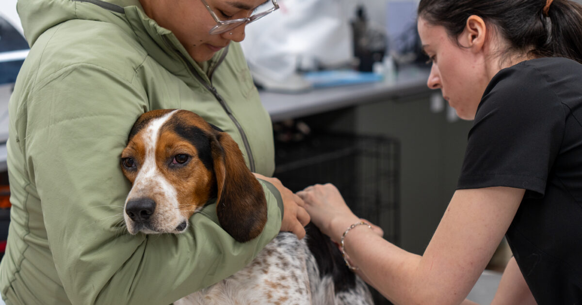 Kuujjuaq’s veterinary clinic is a community effort